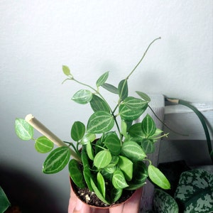 Ludochilus Sea Turtles Jewel Orchid - Etsy