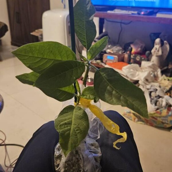 FIREBUSH Firefly Dwarf Scarlet Red Shrub Live Plant Orange Yellow ...