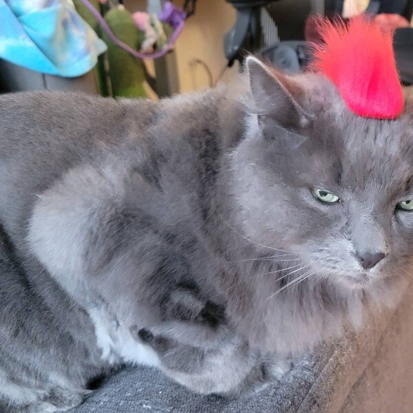 Cat Mohawk - Etsy