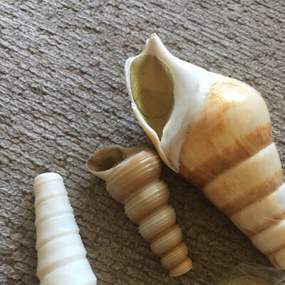 The Magic Conch Mini Size Caramel by Shellpipe free Pipe & Screens W ...