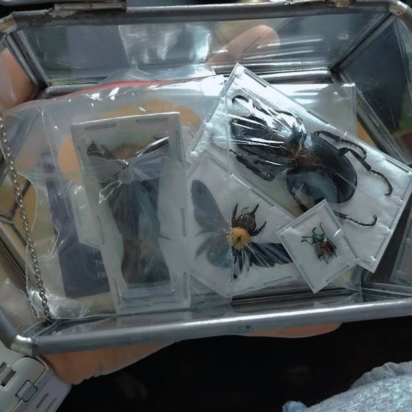 Assorted Bugs Insects Specimen Wholesale Mix Lot Bulk - Etsy UK