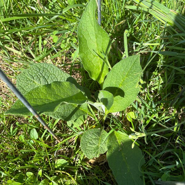 Freeze Dried Organic Comfrey Leaves: Natural Fertilizer, Salve ...