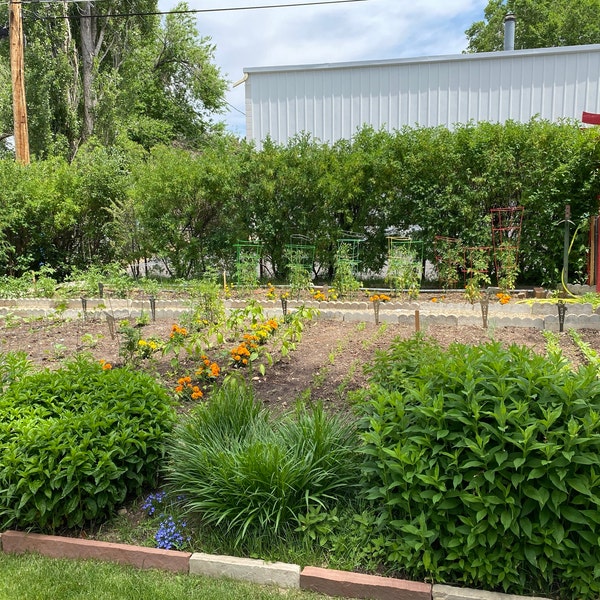 Vegetable Garden Stakes 17x3.5 -garden Stakes- Vegetable Stakes- Yard ...