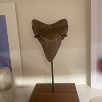 Megalodon Shark Tooth Stand Custom Metal Bracket on a Wood Base to ...