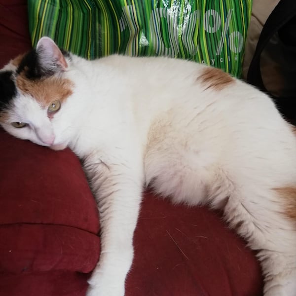 Animated White Cat Loading Emote: Twitch Streamers, Discord, Youtube ...