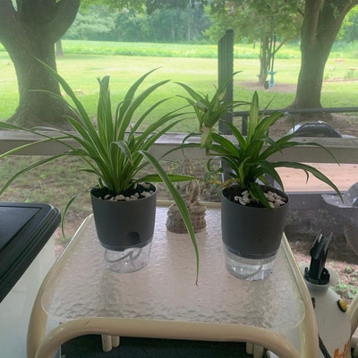 Basil Short Grow Guide for Healthy Plants - Etsy