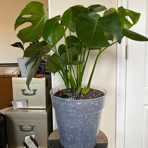 Cymbidium Orchid Potting Mix, Rich Organic Orchid Mix, Soil Based ...