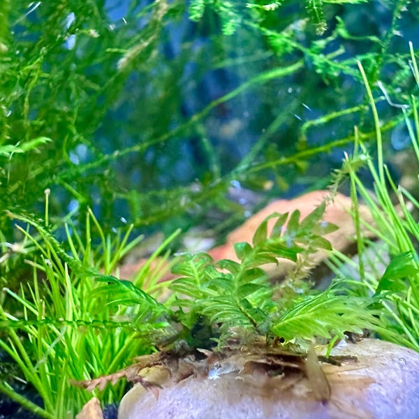 Chinaberry Tree, Pride of India, Bead-tree, Cape Lilac, Persian Lilac ...