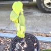 Bruce Canistel Seedling - Egg Fruit - Pouteria Campechiana - Zapote ...