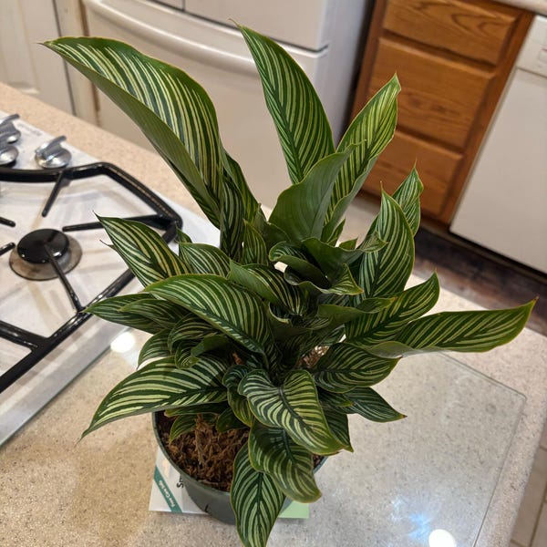 Mican Philodendron Velvet Leaf Philo Indoor & Outdoor Live Tropical ...