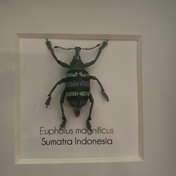 Ornithoptera Goliath Procus, Goliath Birdwing, Green Birdwing ...