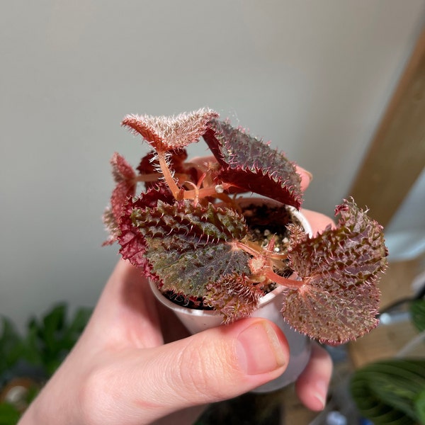 Begonia Baik, From Southeast Asia, for Terrarium Only. 2" Potted Plant ...