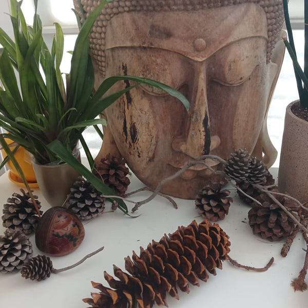 Sugarpine Pincone Extra Large - Etsy