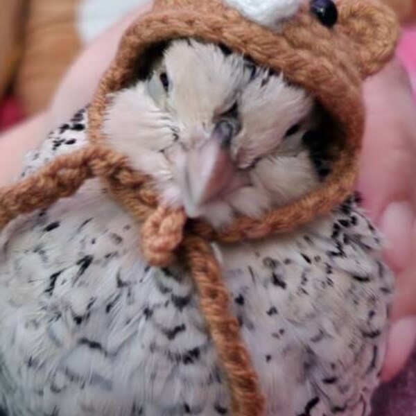 Crochet Hat for Parrot or Bird, Crochet Frog Hat, Crochet Rabbit Hat ...