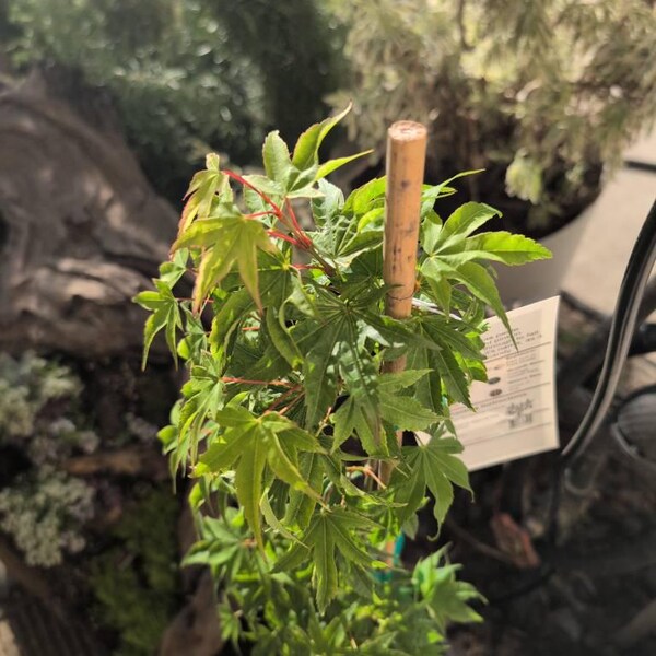 Rhododendron Roseum Elegans - Pink Blooms - Will Grow to Seven Feet ...