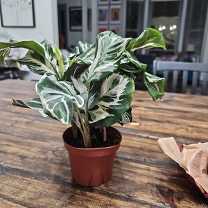 Calathea Stella : Indoor Plants Easy Care Houseplant Starter Plant ...