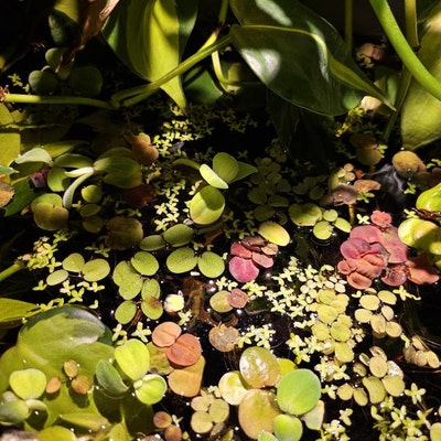 Three Type of Floating Plant Combo amazon Frogbit, Red Root Floater ...