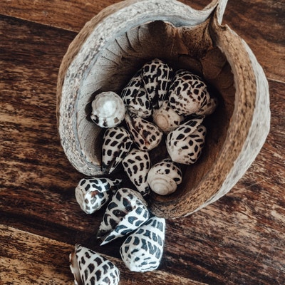 Tibia Spindle Sea Shells White Tibia Shell Long Pointy Shells Shabby ...