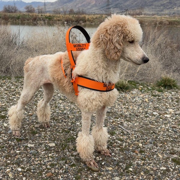 Cape Tab Custom Attaches to Dog Harness - Etsy