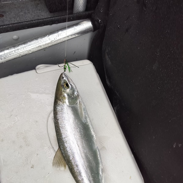 Chinook / Coho Roe Bug Spinner Fishing Lure - Etsy