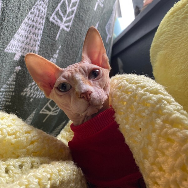 Clothes for Cats, Cat Bathrobe: Handmade Luxury for Your Feline Friend ...