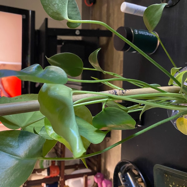 Monstera Deliciosa Tropical Split Leaf Plant 4" Inch Pot | Indoor and ...