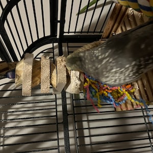 Quirky Corky by Cheep Thrills Bird Toys - Etsy