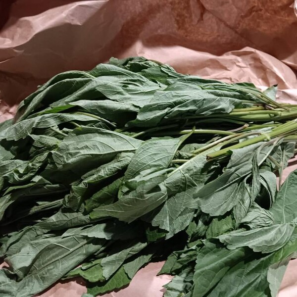 Green SEEDS (african Spinach, Efo Tete, Callaloo, Amaranthus Hybridus ...