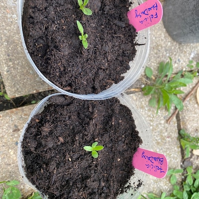 40 Sugar Baby Watermelon Seeds Citrullus Lanatus CI4040 - Etsy