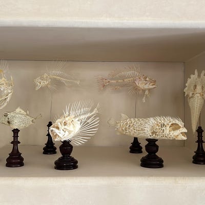 Real Frogfish Skeleton, Anglerfish, Antennariidae, Fish Taxidermy ...