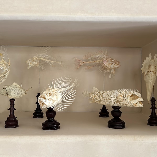 Real Lionfish Skeleton, Dendrochirus, Fish Taxidermy, on Queen Chess ...