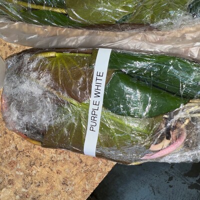 Large 6 Hydrocotyle Vulgaris Money Plant Copper Coin Plant Lucky Plant ...