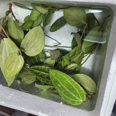 Hoya Multiflora Albomarginata hoya-variegated Phyto-cer:/// - Etsy