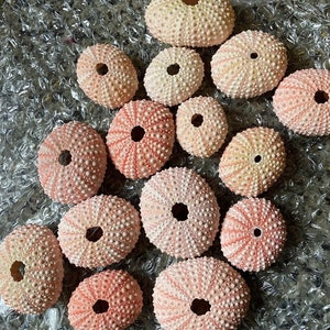 1 to 100 Astrea Calcar Turban Spurred Shells Natural Cream | Etsy