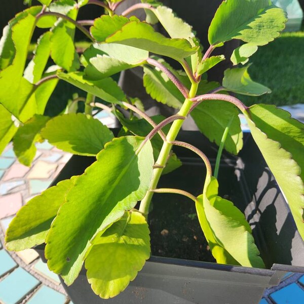 Parijat/coral Jasmine/harshringar/night Jasmine/shewali/shiuli | Plant ...