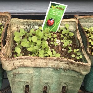 ROCK CRESS CASCADE Red - 300 Seeds - Aubrieta Cultorum Hybrida ...