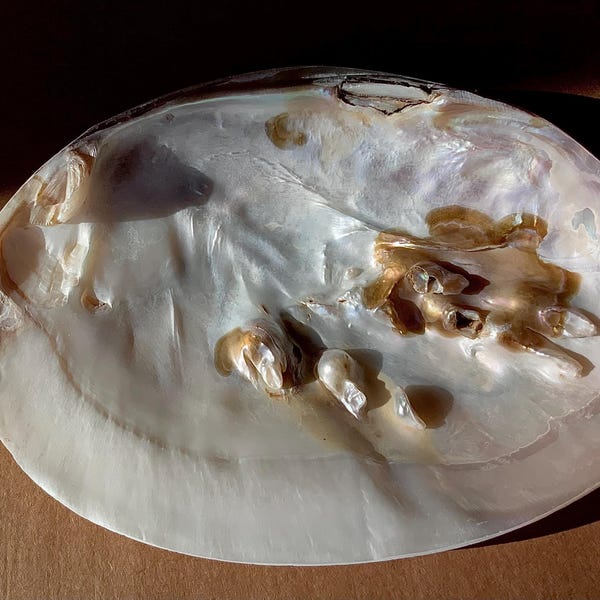 Large Natural Mother of Pearl Shell Dish W Real Iridescent Blister ...
