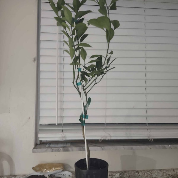 Grafted Kishu Mandarin Tree in Half Gallon Pot, Tangerine FLORIDA ...