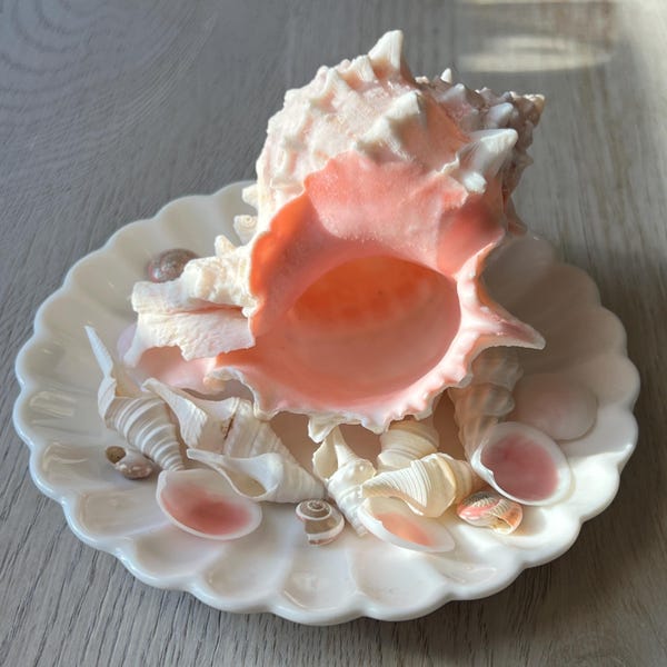 Tan Marginallas-white Sea Shells-craft Seashells-small Seashells Bulk ...