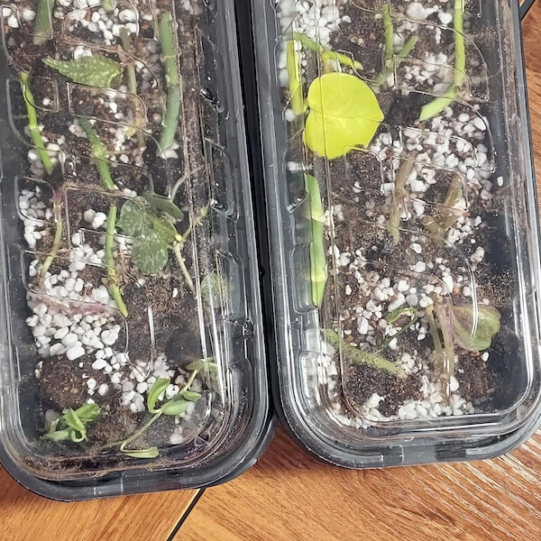 Variegated String of Hearts Unrooted & Rooted Cuttings for Propagation ...