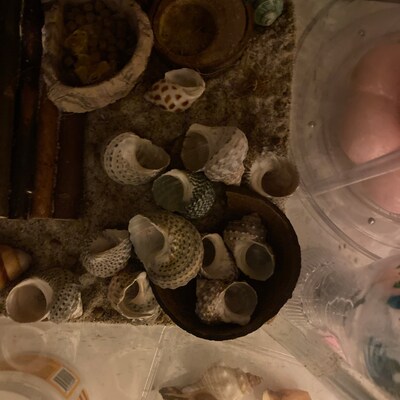 Nessastores Mexican Deep Sea Shell Beach Craft Scallop 2 1/2 3 20 PCS ...