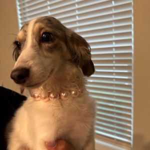 Flamingo Floaty Pool Party Beaded Dog Collar, Collar, Dog Collar, Dog ...