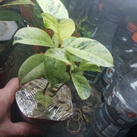 Syngonium Chiapense 'frosted Heart' 3 Leaf 2 From Myplants - Etsy