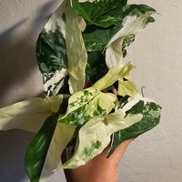 Syngonium Chiapense 'frosted Heart' 3 Leaf 2 From Myplants - Etsy