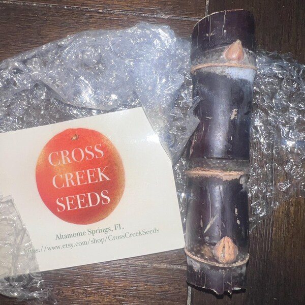 Organic Dwarf PIGEON PEAS Gunga Pea Seeds - Cajanus Cajan Gandul Lazaro ...