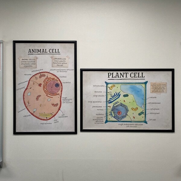 Animal Cell Cellular Structure Classroom Poster. Fine Art Paper ...