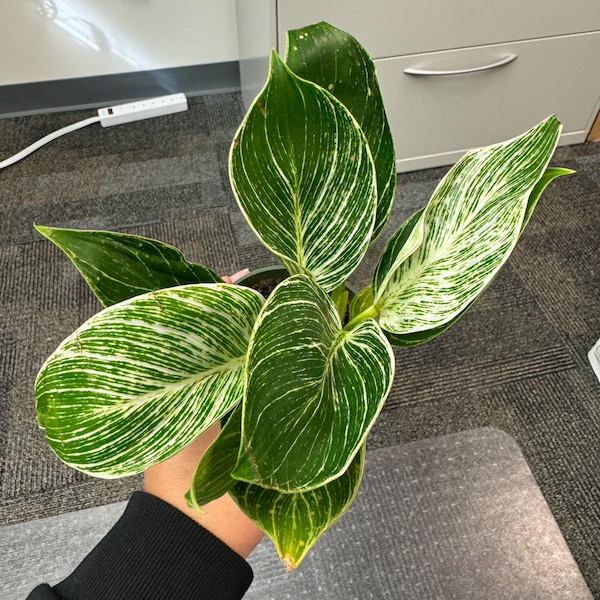 Philodendron Birkin Large Plant | Variegated Philodendron Birkin ...
