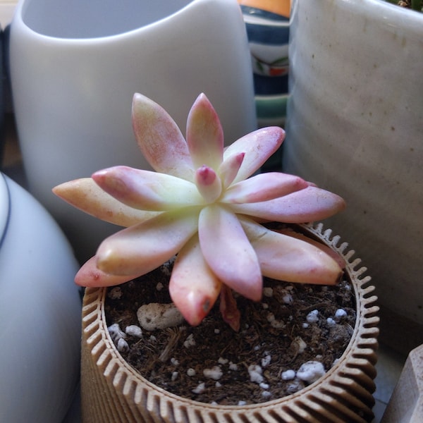 Darley Sunshine Succulent Plant Cutting | Graptosedum Carnicolor | Pink ...