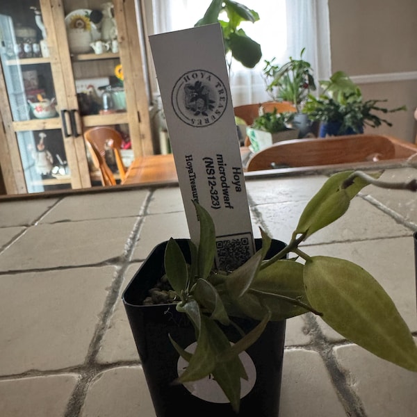 Hoya 'mathilde' (inner Variegated) | 2-inch | Exact Plant | Free Live ...