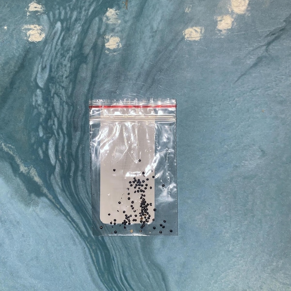 50pcs Blue Succulents Seeds Rare Indoor Flower Mini Cactus Seeds.(#3444 ...